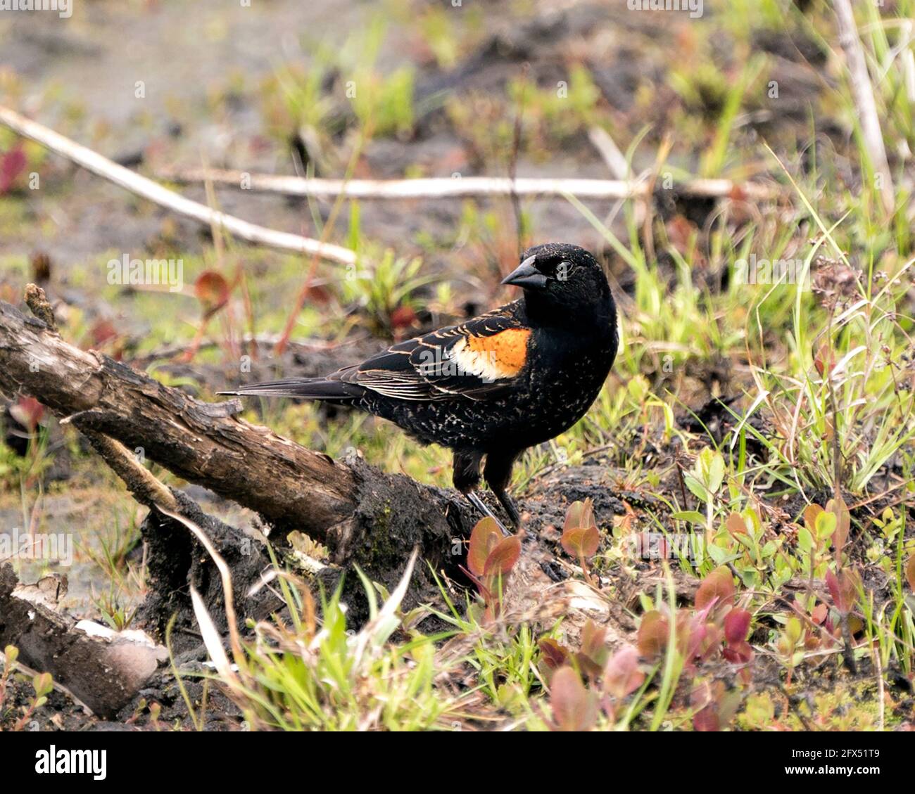 Blackbird in profile hi-res stock photography and images - Alamy