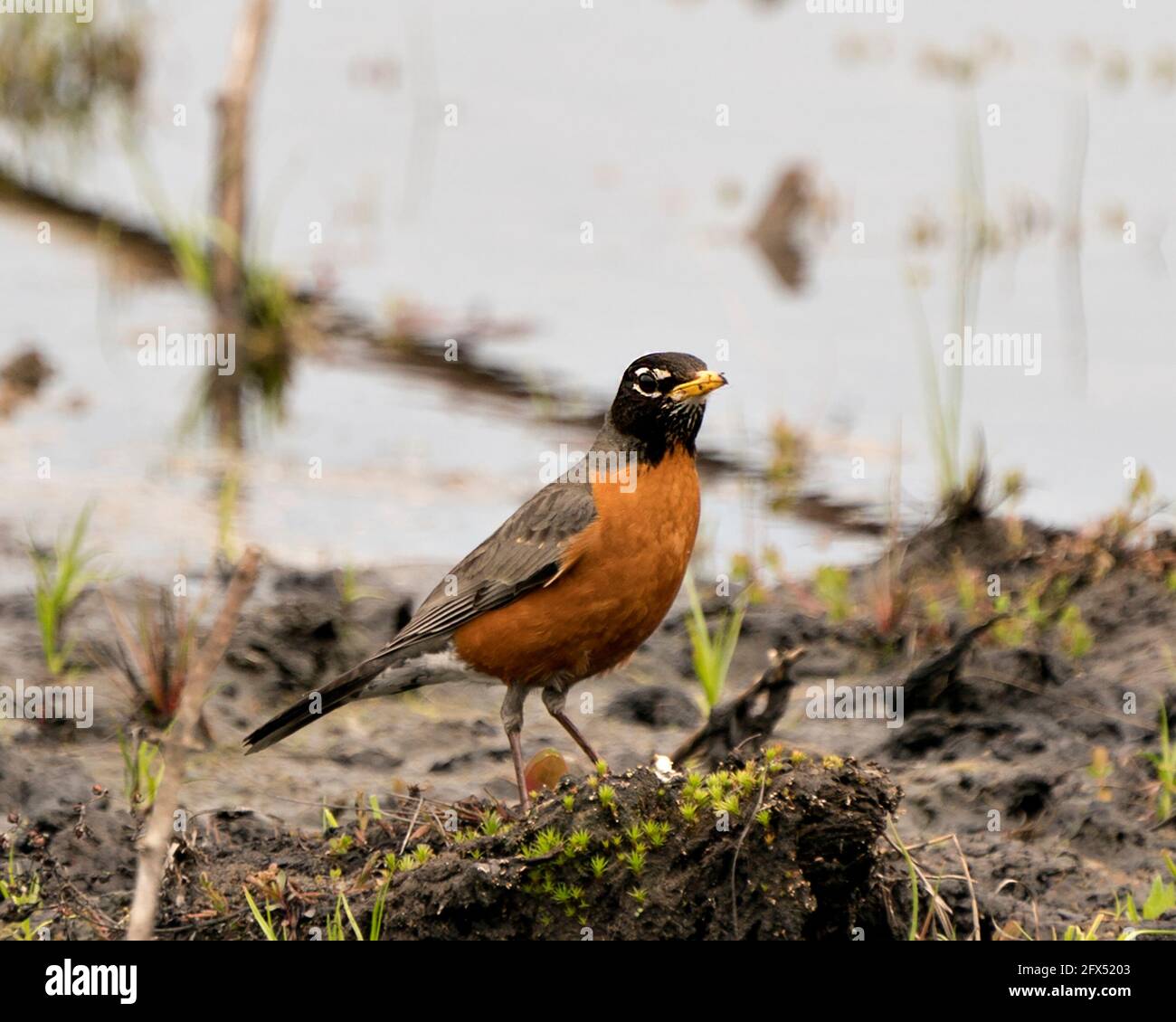 American Robin bird close-up profile view by the water with foliage and ...