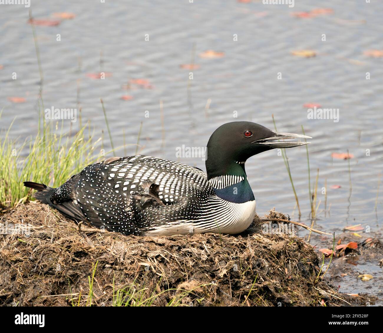 Loon nesting and protecting brood eggs in its environment with a blur ...