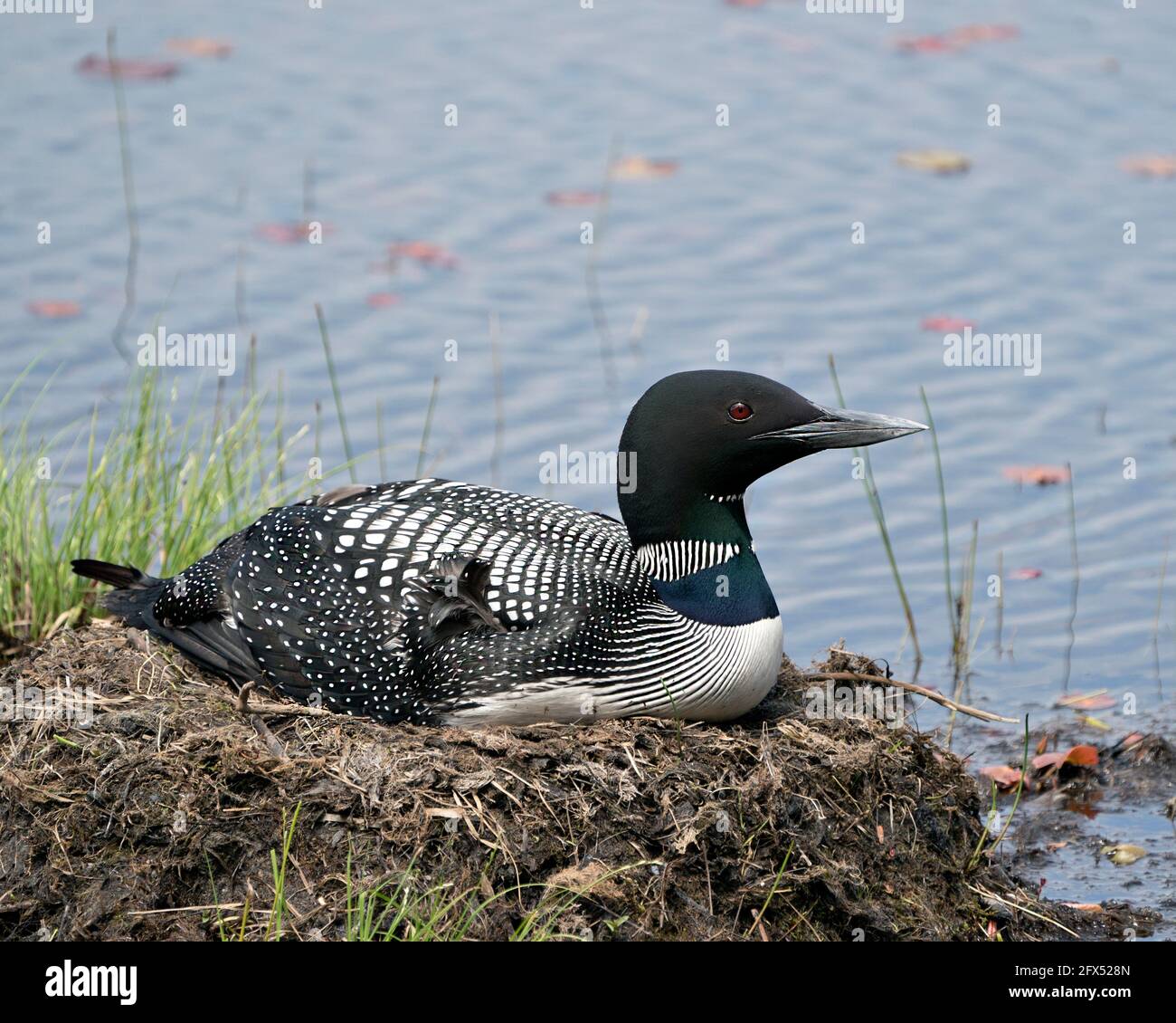 Loon nesting and protecting brood eggs in its environment with a blur ...