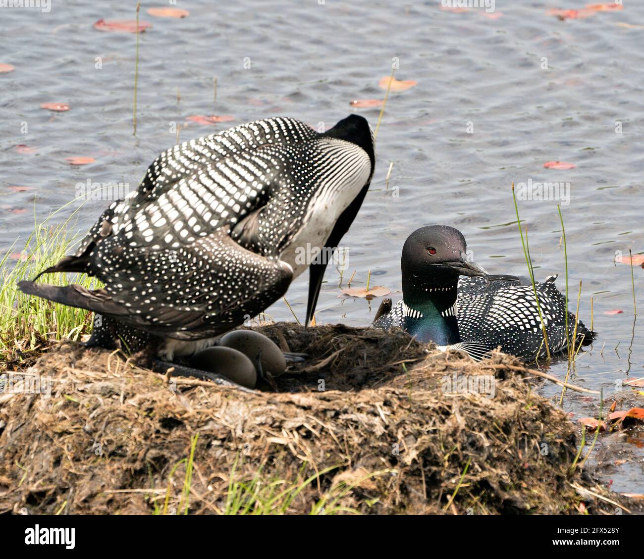 Loon couple nesting and guarding the nest and brood eggs by the lake ...