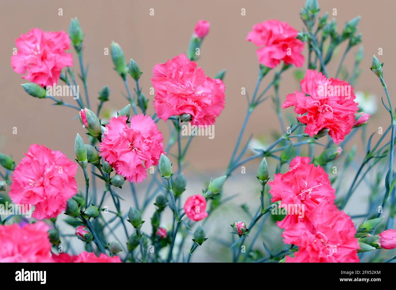 Carnation leaves hi-res stock photography and images - Alamy