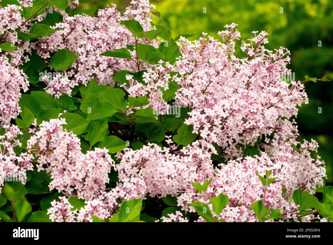 Syringa Miss Kim Lilac spring Syringa patula 'Miss Kim' Stock Photo - Alamy
