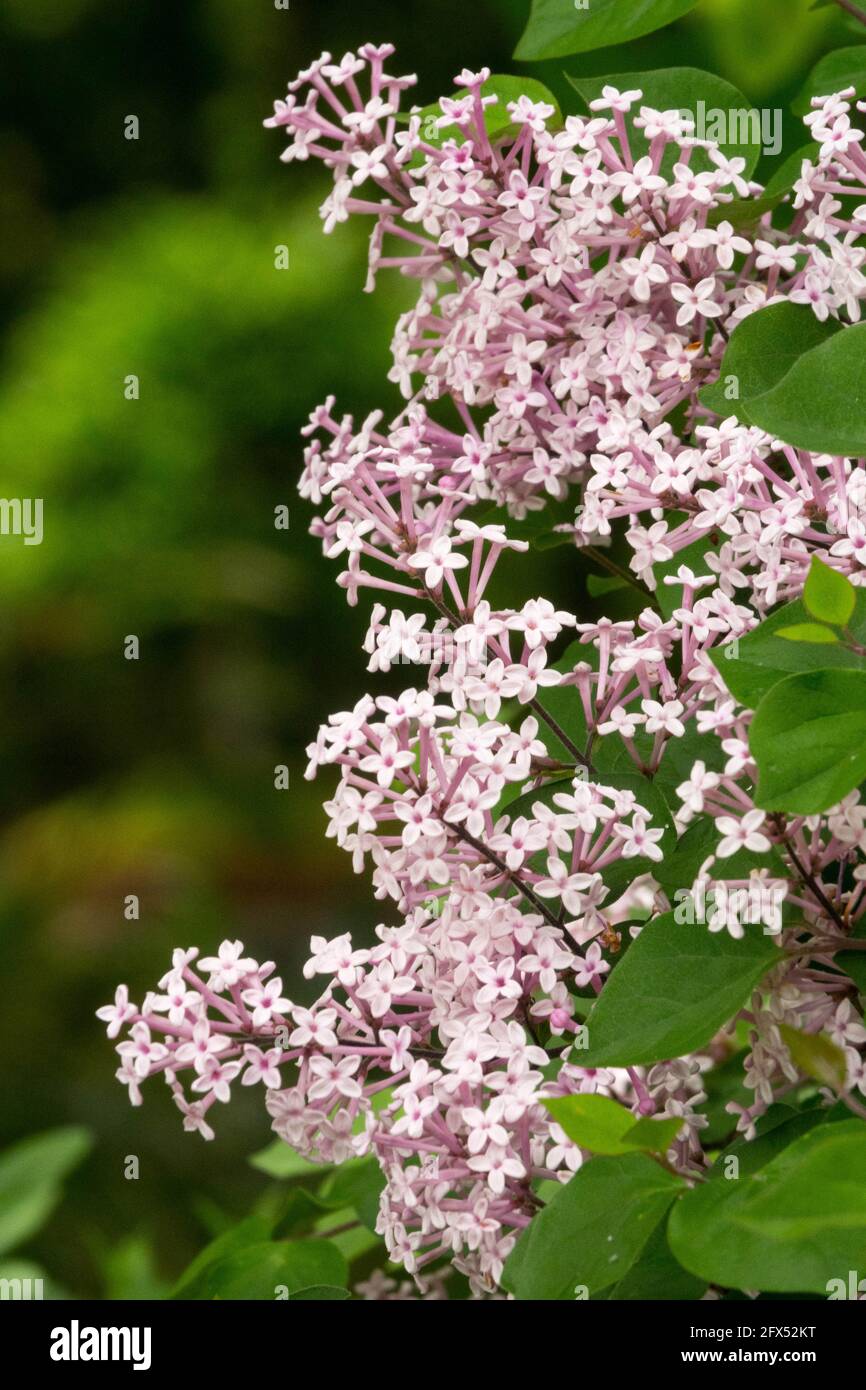 Syringa Miss Kim Lilac beige flowers Syringa patula 'Miss Kim' Stock ...