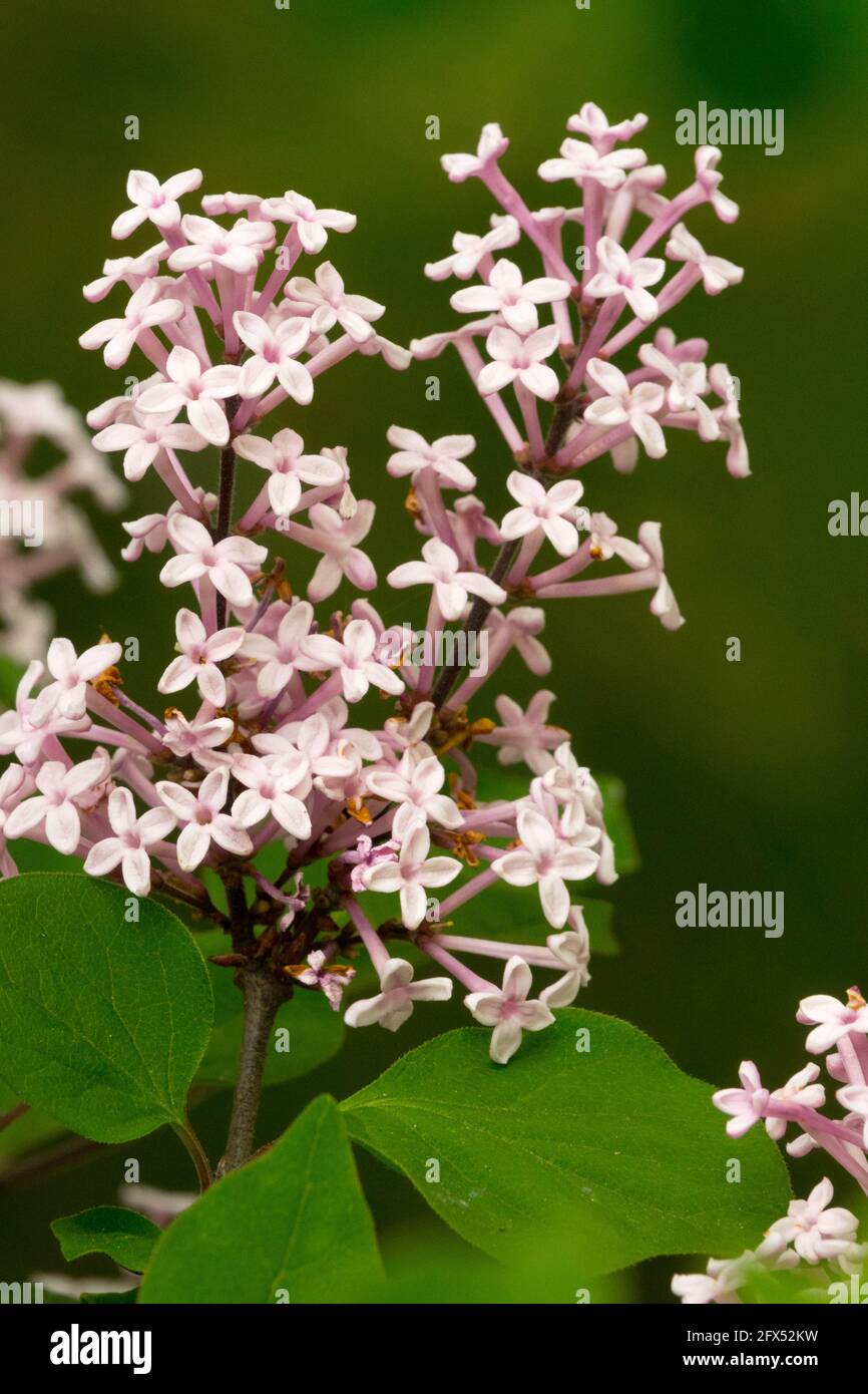 Syringa Miss Kim Lilac flower Syringa patula Stock Photo - Alamy