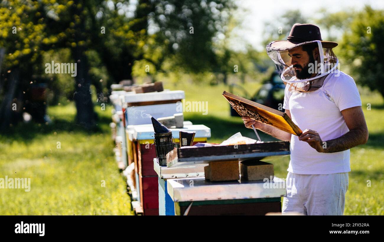 Young beekeeper inspecting beehive frame. Relaxing work in the nature ...