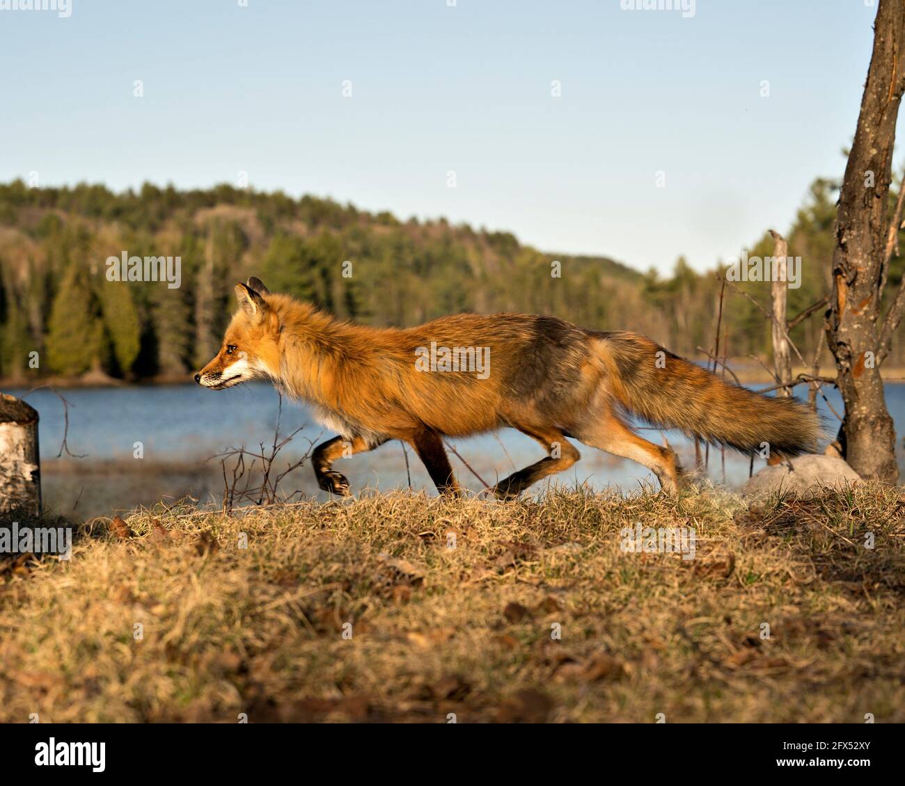 Red Fox running with side view and with a water and forest background ...