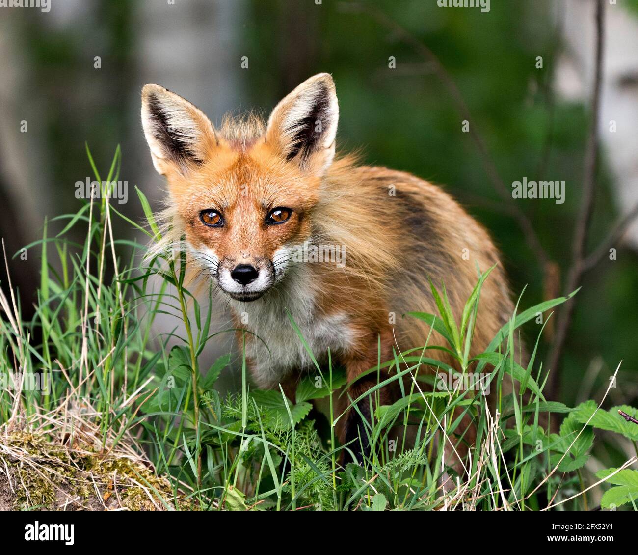 Red fox head shot close-up profile view looking at camera with a blur ...