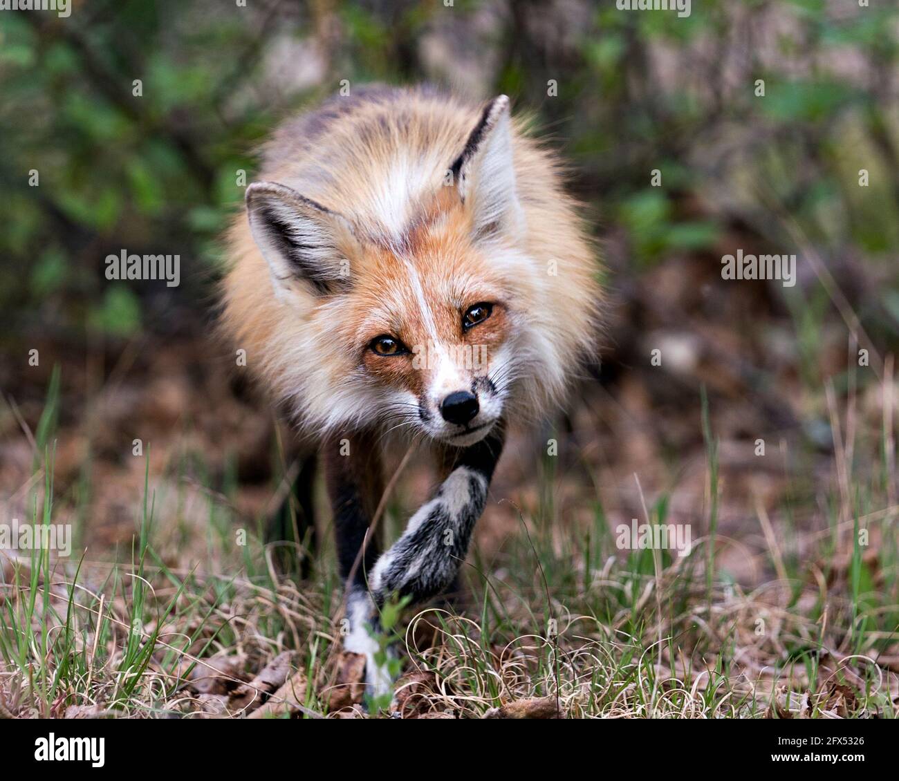 Red fox close-up profile view looking at camera with a blur background ...