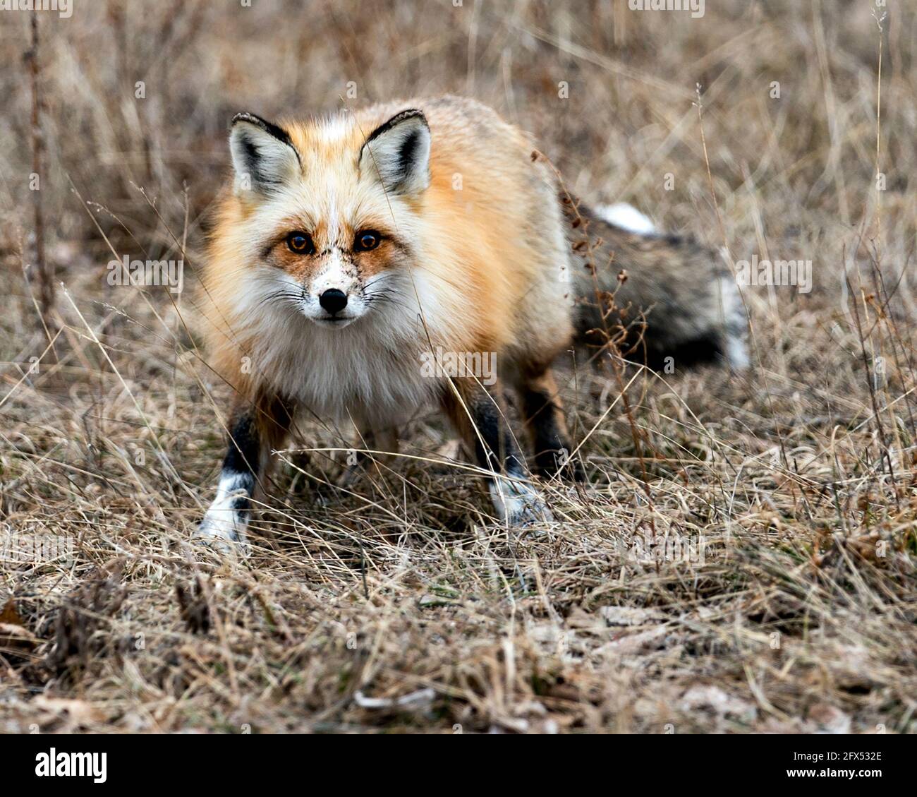 Red unique fox close-up profile front view looking at camera in the ...