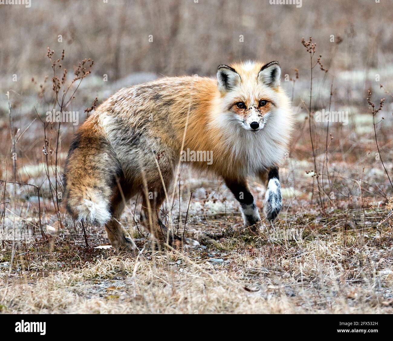 Red unique fox close-up profile looking at camera in the spring season ...