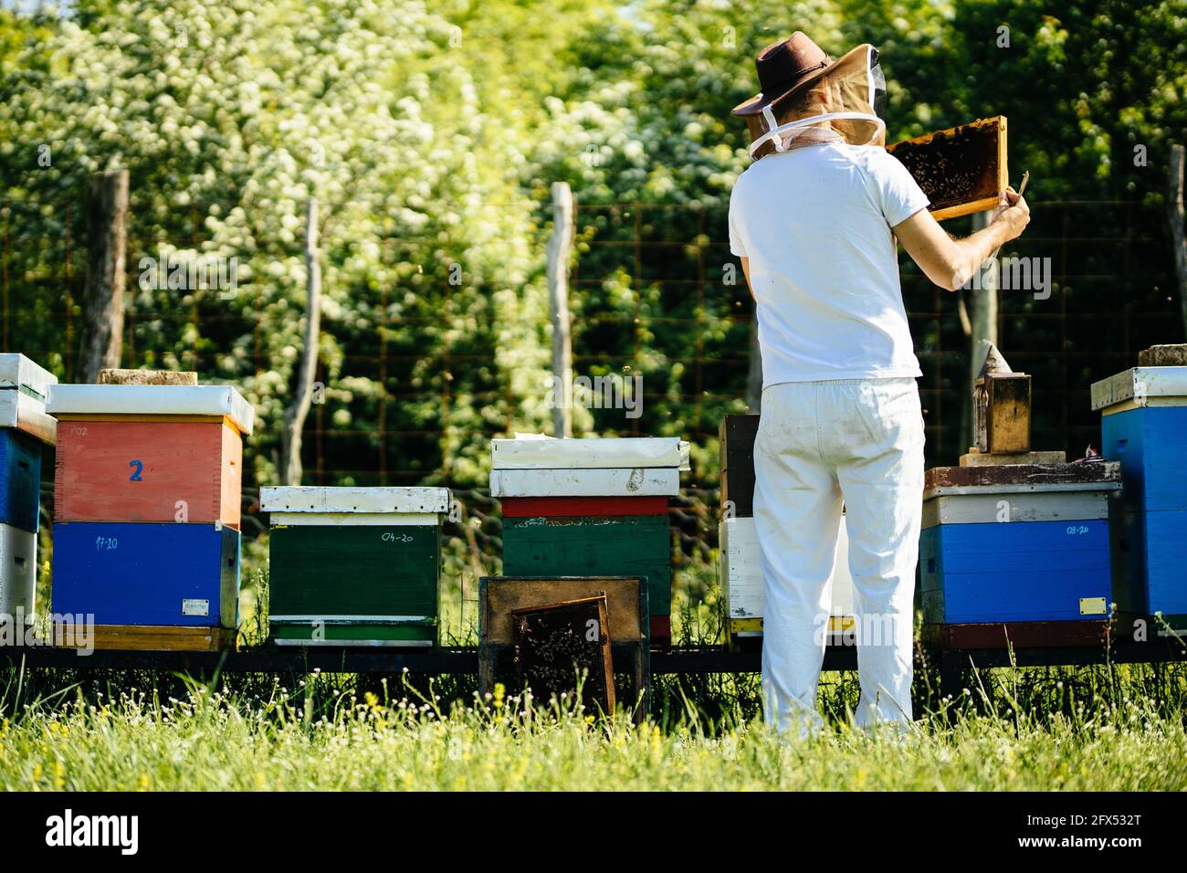 Look from behind on a beekeeper working with bees colony in the green ...