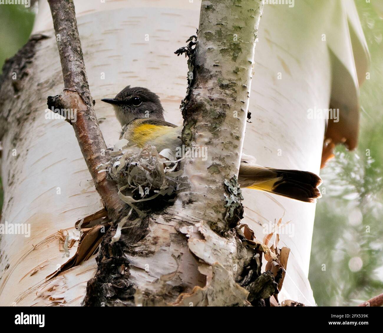 Building a warbler bird nest hi-res stock photography and images - Alamy
