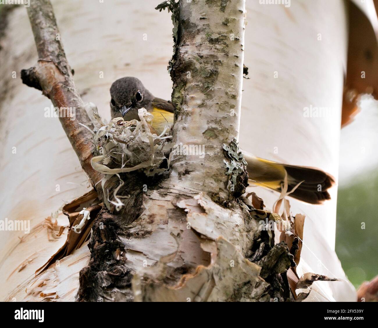 Warbler building a bird nest in a tree hi-res stock photography and ...
