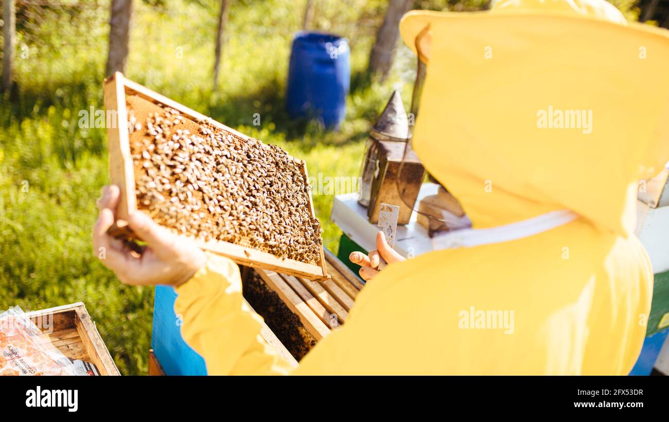 Beekeeper with a beard in the yellow protective suit looking in the ...