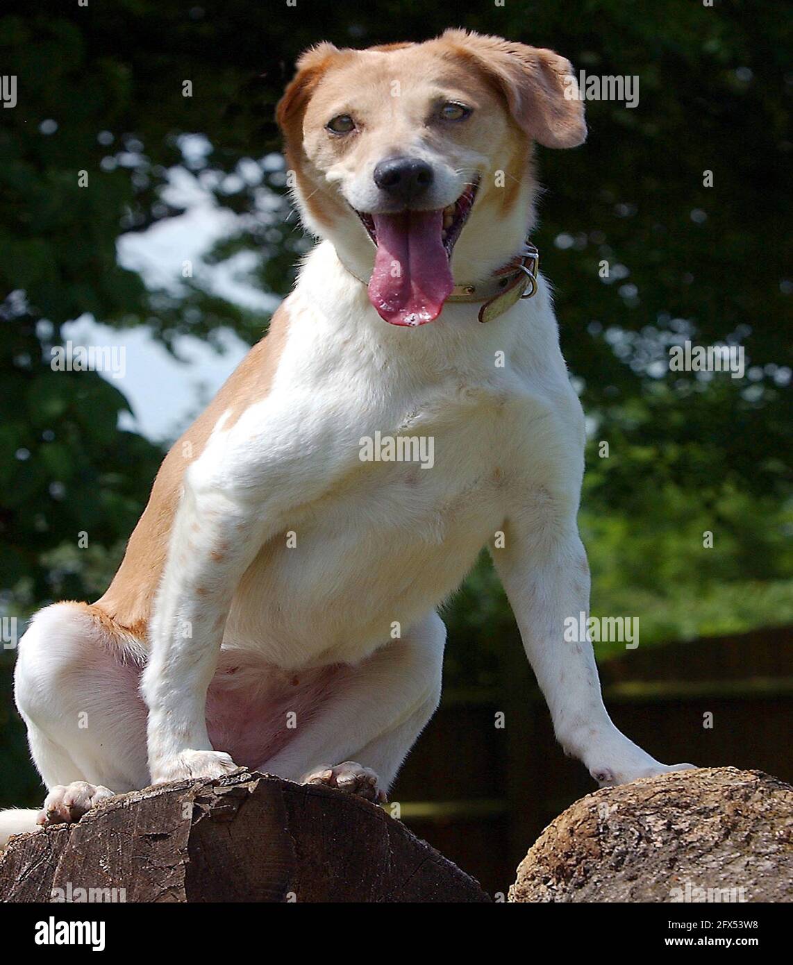 PUZZLE WHO LOST HALF OF HER EAR WHEN SHE WAS THROWN OUT OF A MOVING CAR ...