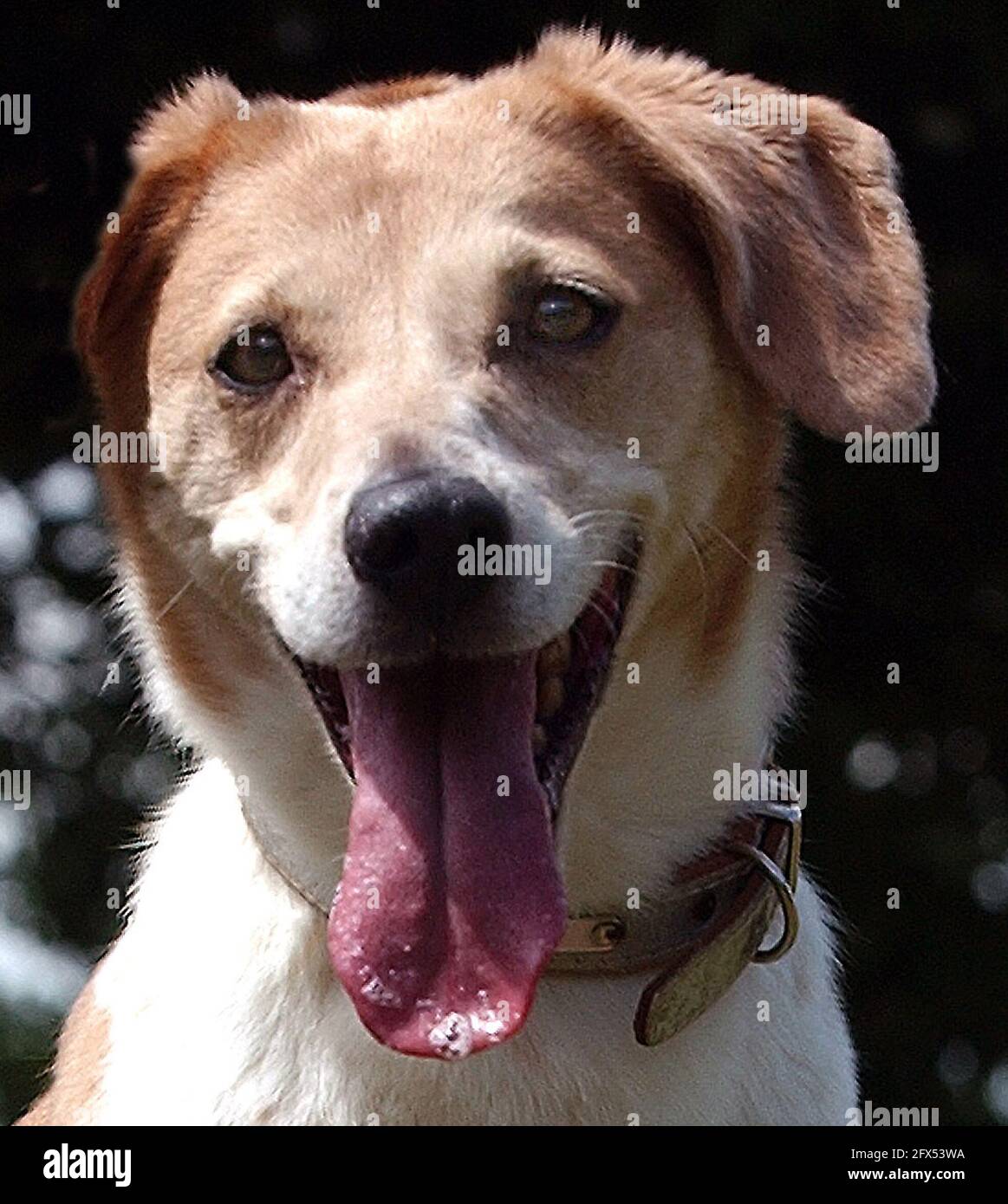 PUZZLE WHO LOST HALF OF HER EAR WHEN SHE WAS THROWN OUT OF A MOVING CAR ...