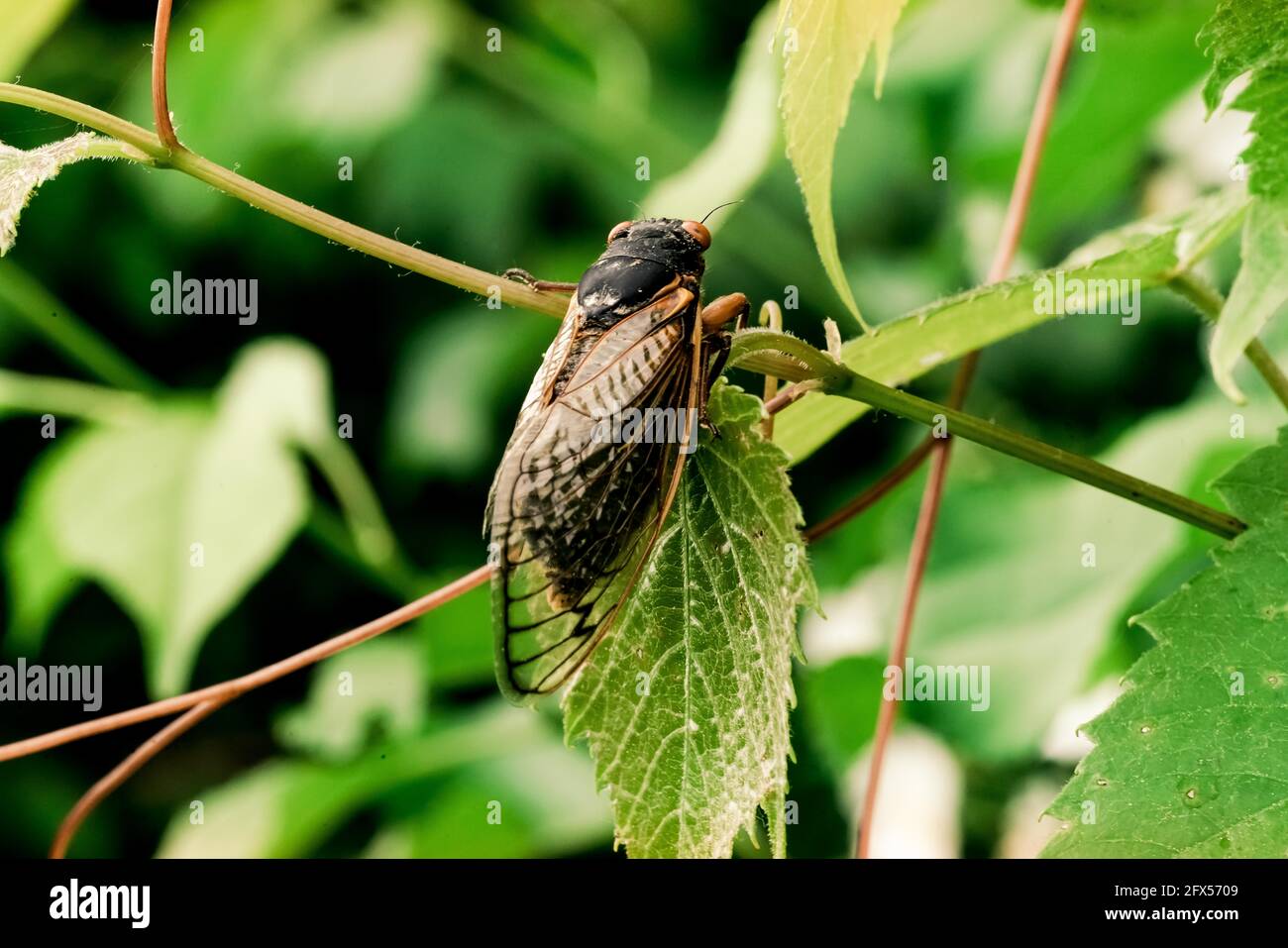 Cicada nymph shell on a vine at Princeton Battlefield State Park, NJ, U ...