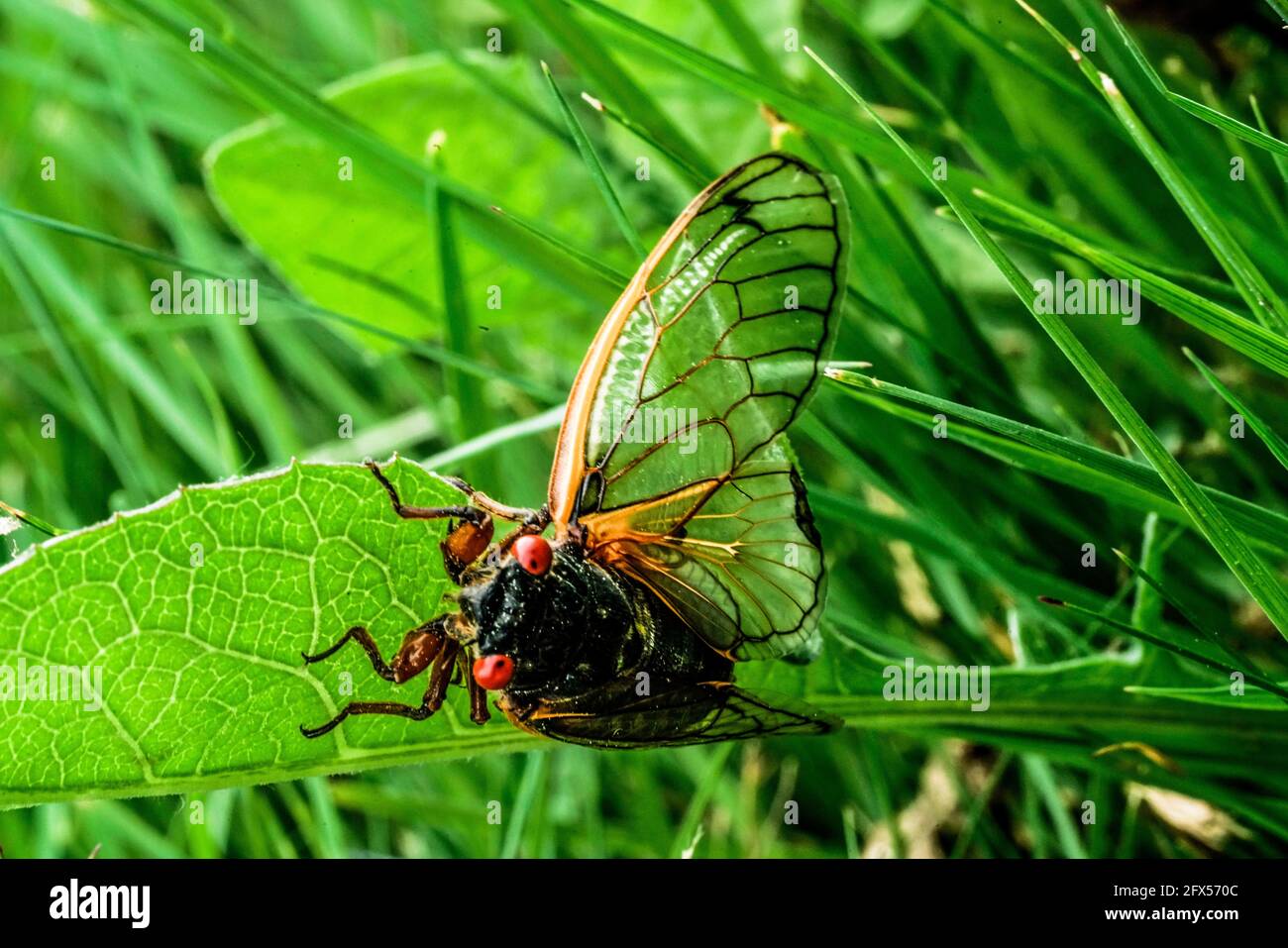Cicada nymph shell on a vine at Princeton Battlefield State Park, NJ, U ...
