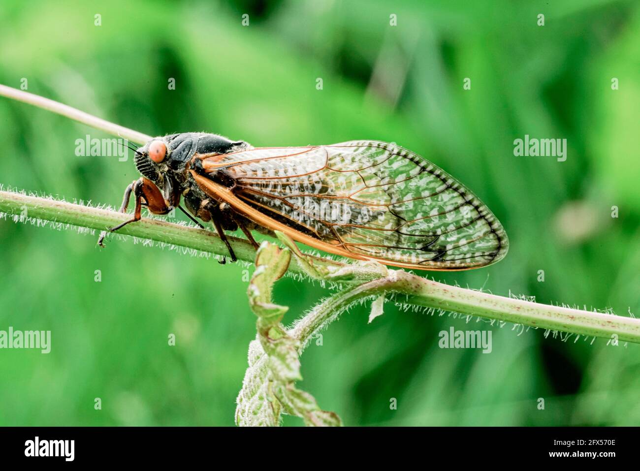 Great Eastern Brood -- billions of cicadas are emerging from the ground ...