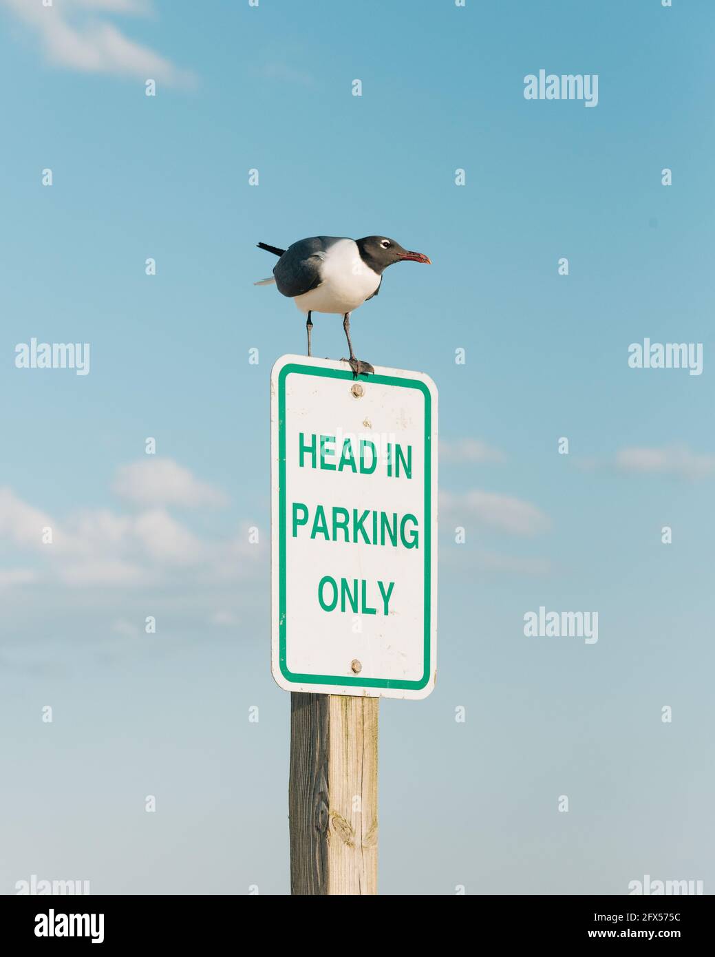 Parking head in only hi-res stock photography and images - Alamy
