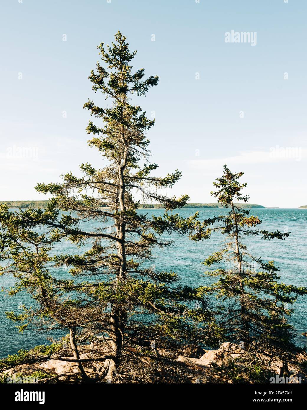 Coastal pine trees hi-res stock photography and images - Alamy