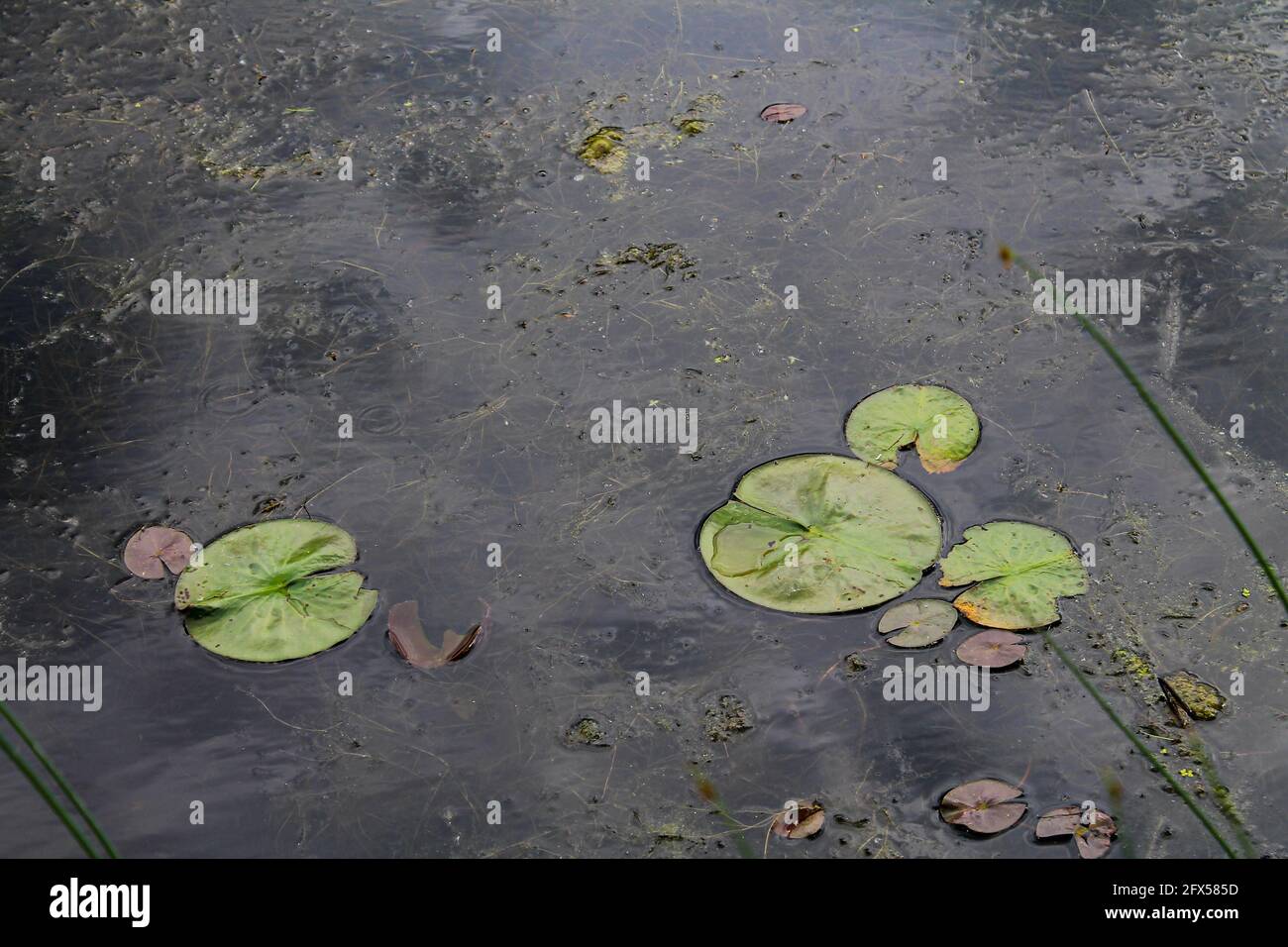 Lilly pad hi-res stock photography and images - Alamy
