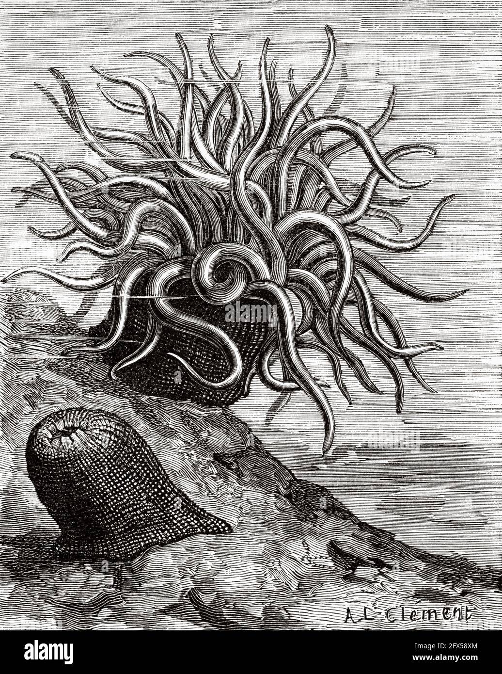 Sea anemone illustration hi-res stock photography and images - Alamy