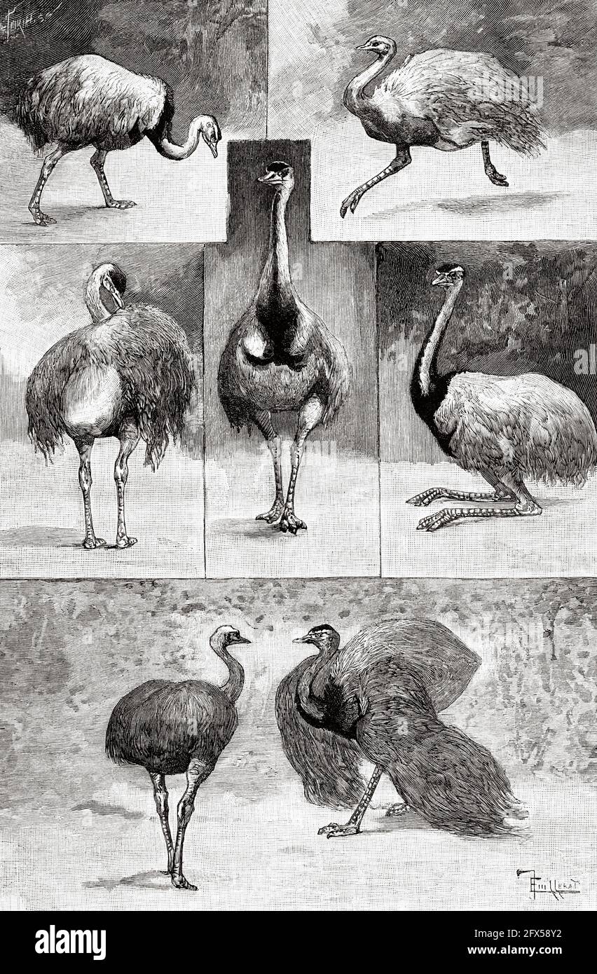 Greater Rhea Rhea americana in the Jardin des Plantes in Paris, France ...