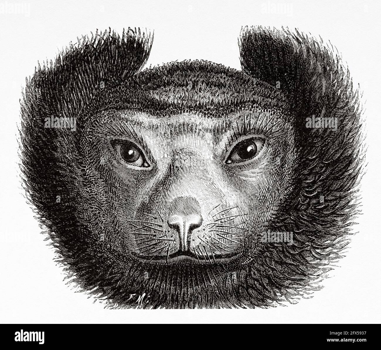 Indri of babakoto Cut Out Stock Images & Pictures - Alamy
