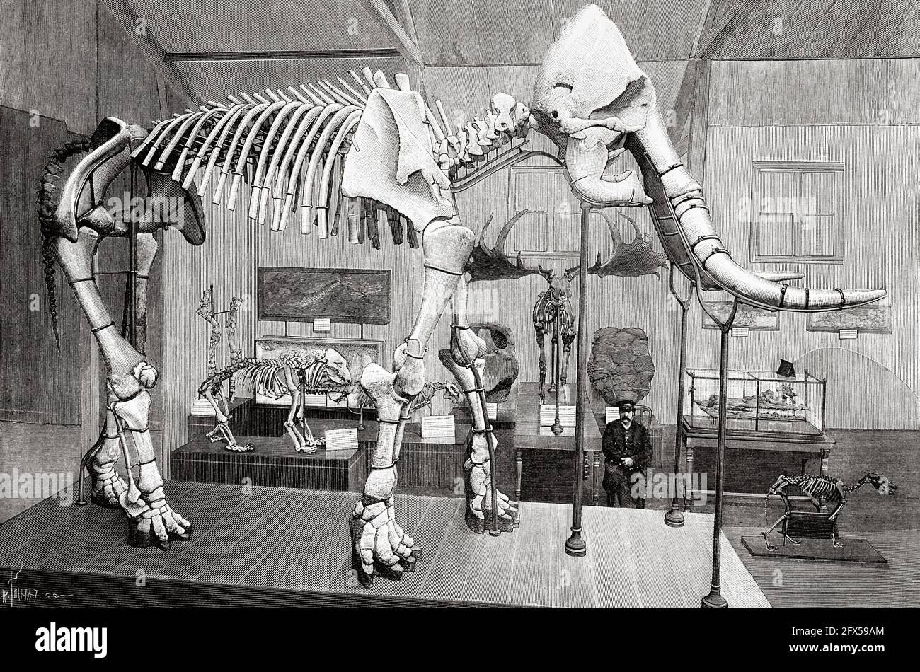 Paris 1800's elephant hi-res stock photography and images - Alamy
