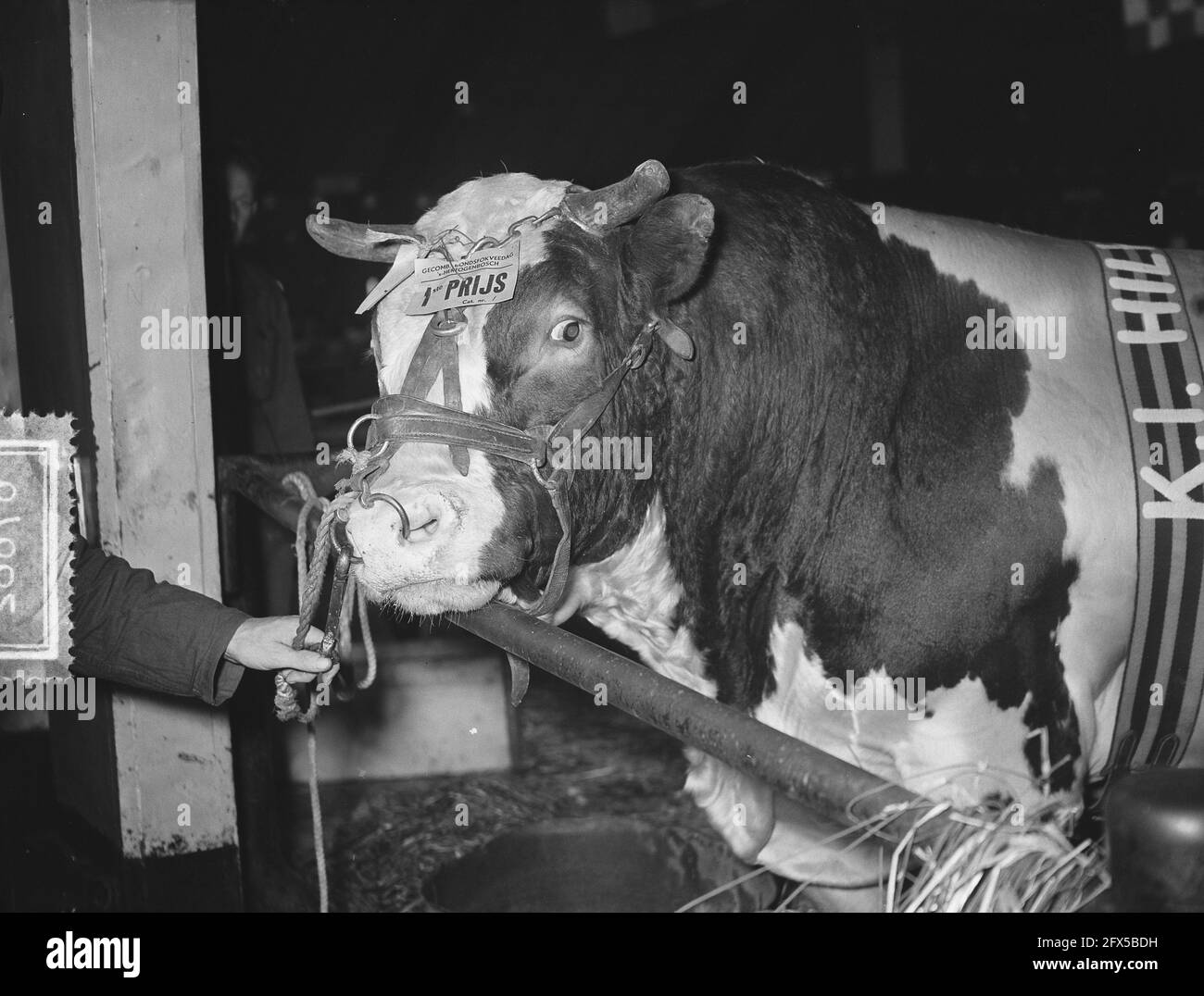 Inspection livestock den bosch hi-res stock photography and images - Alamy