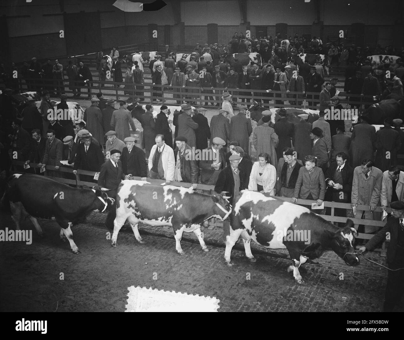 Human breeding Black and White Stock Photos & Images - Alamy