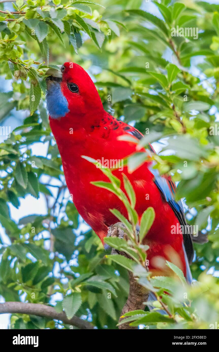 Australian birds crimson rosella hi-res stock photography and images ...