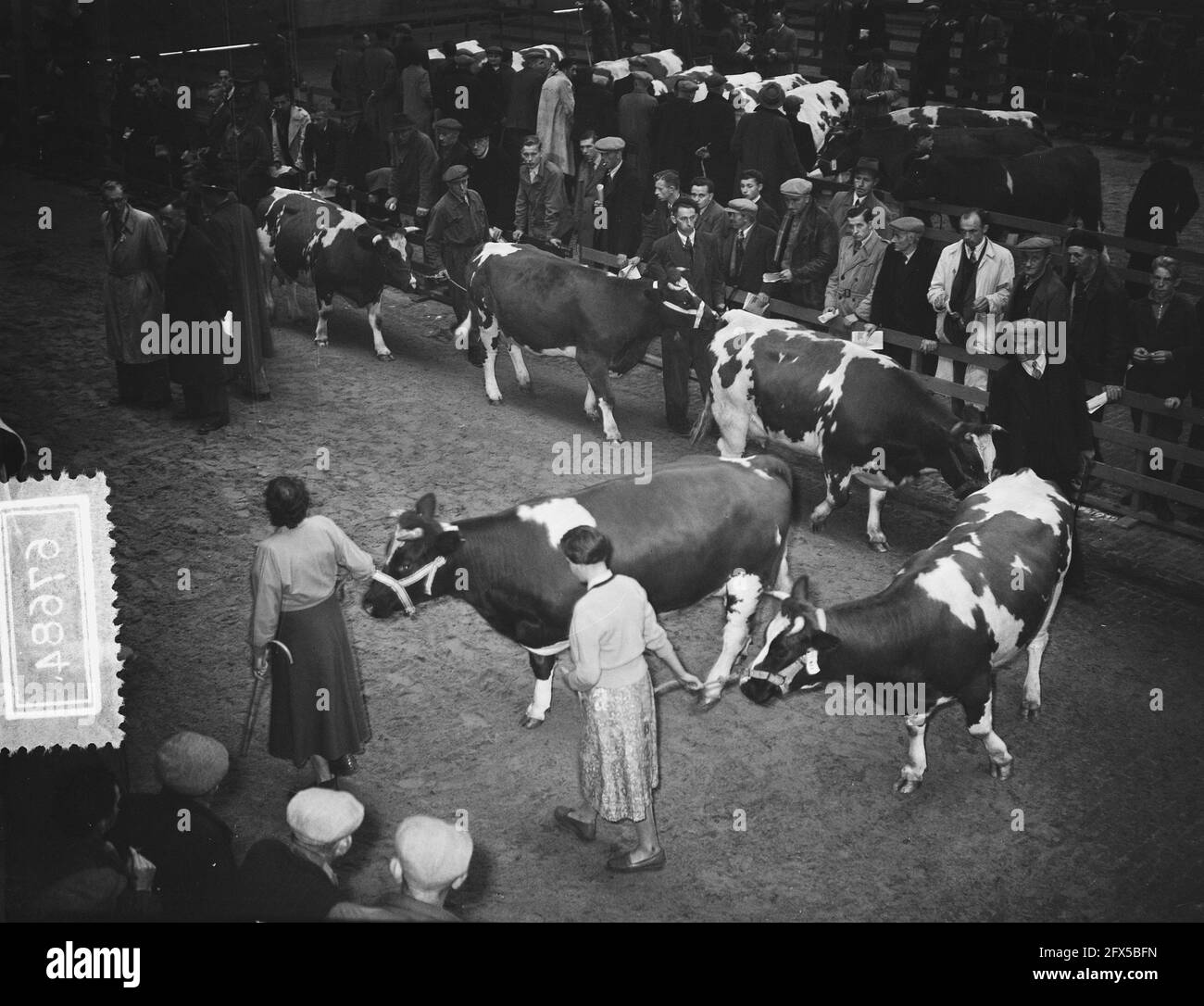 Livestock inspections Black and White Stock Photos & Images - Alamy