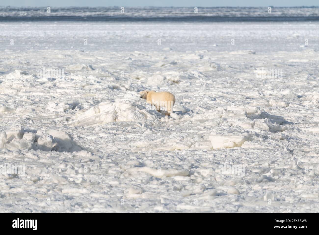 Frozen polar bear icy hi-res stock photography and images - Alamy