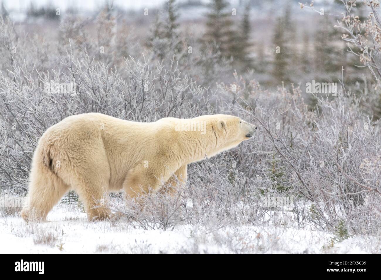 One solitary male polar bear walking across frozen, snowy landscape in ...