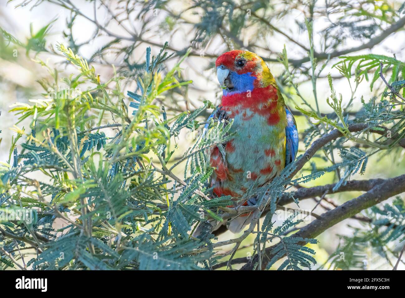 Australian birds crimson rosella hi-res stock photography and images ...