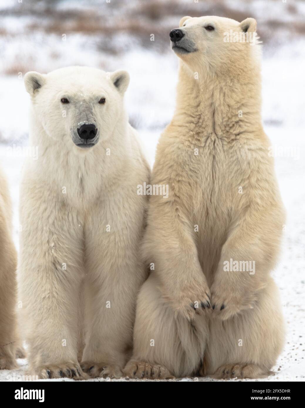 Two polar bears with one sitting standing upright, and mother, mom bear ...