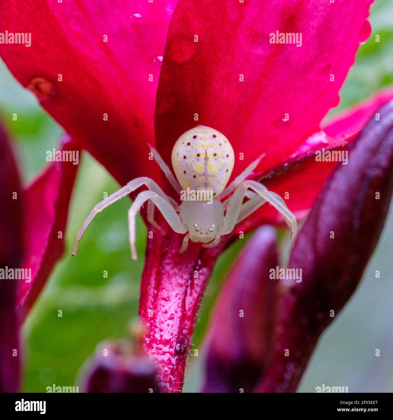 Australian crab spider hi-res stock photography and images - Alamy