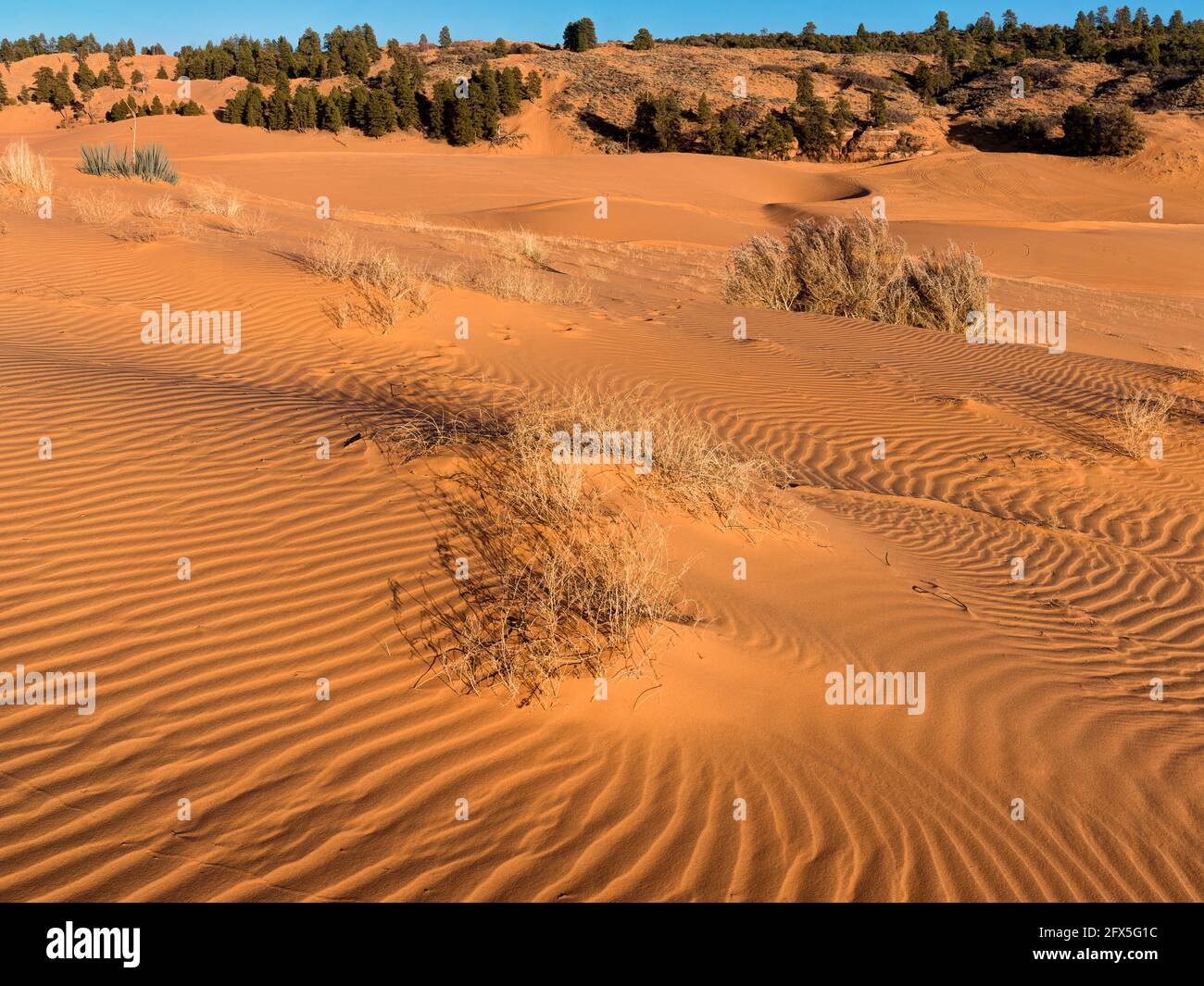 Coral Pink Sand Dunes State Park at Sunset, Kanab, Utah, USA Stock ...