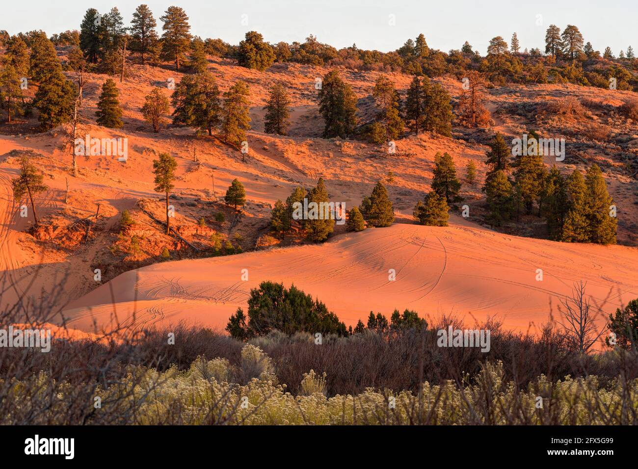 Coral Pink Sand Dunes State Park at Sunset, Kanab, Utah, USA Stock ...