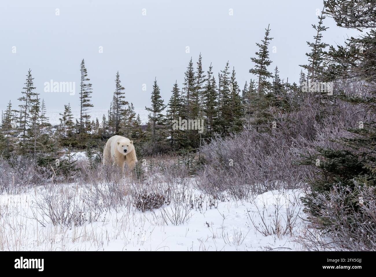 A large male single isolated alone polar bear seen walking across a ...