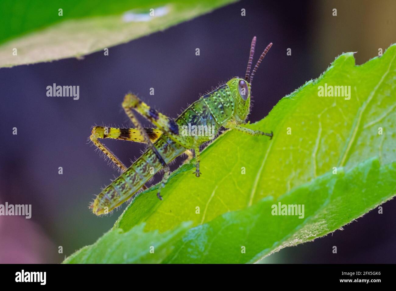 Aussie insects hi-res stock photography and images - Alamy