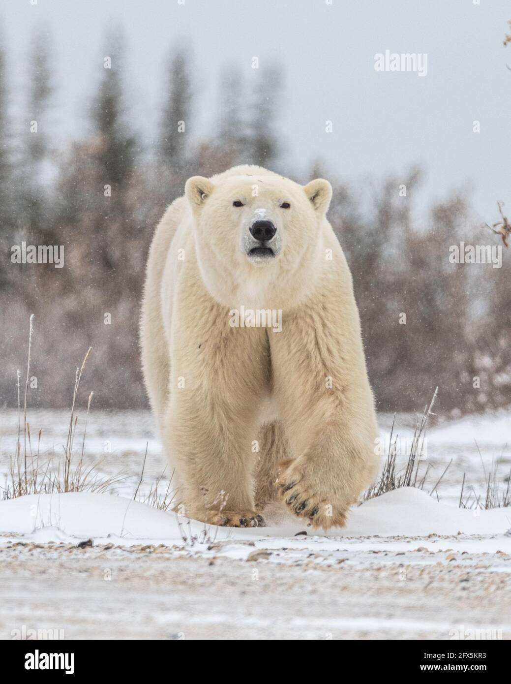 One large male polar bear seen in wild environment in northern Canada ...