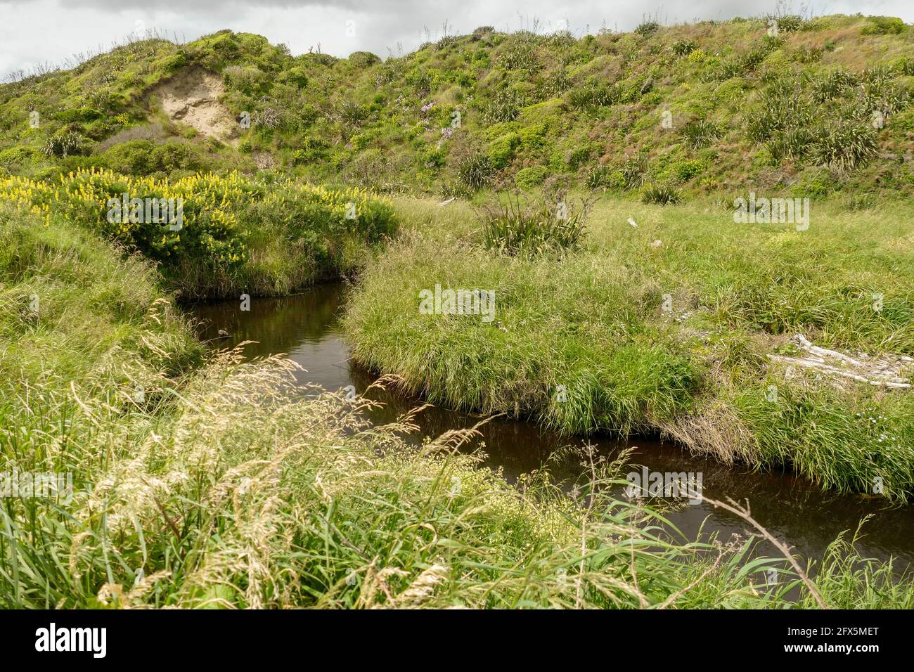 Flower beach new zealand hi-res stock photography and images - Alamy