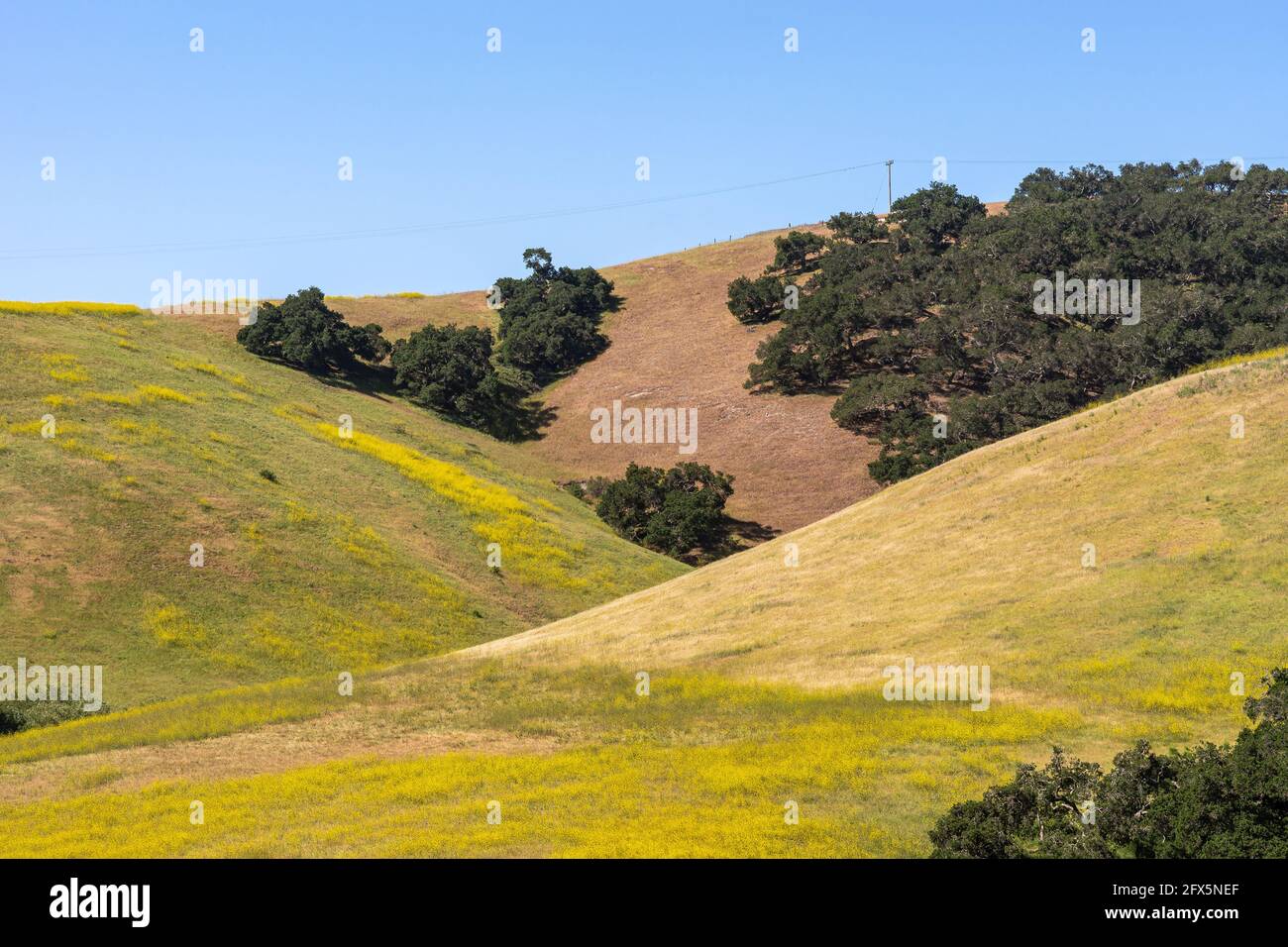 Santa Maria, CA, USA - May 21, 2021: Green cattle ranch land hills ...