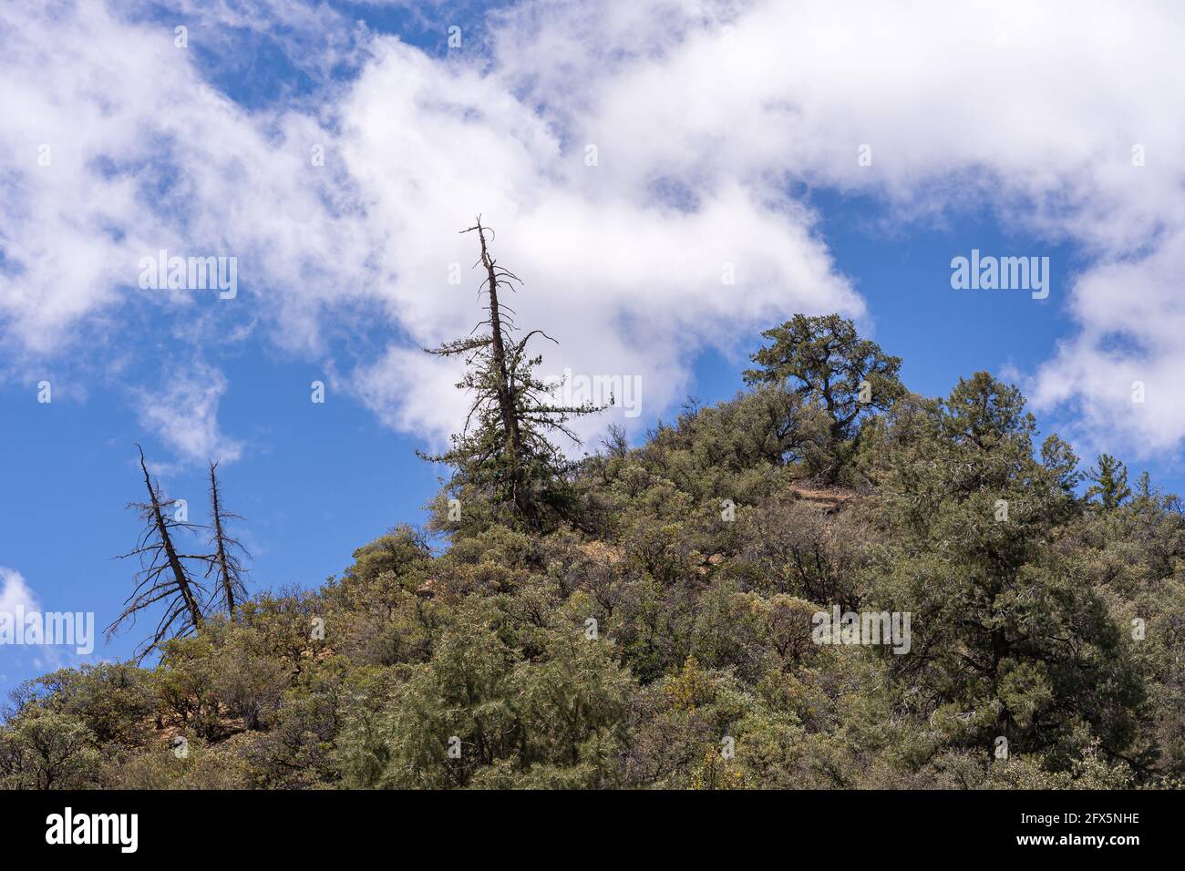 Green Pinacle High Resolution Stock Photography and Images - Alamy