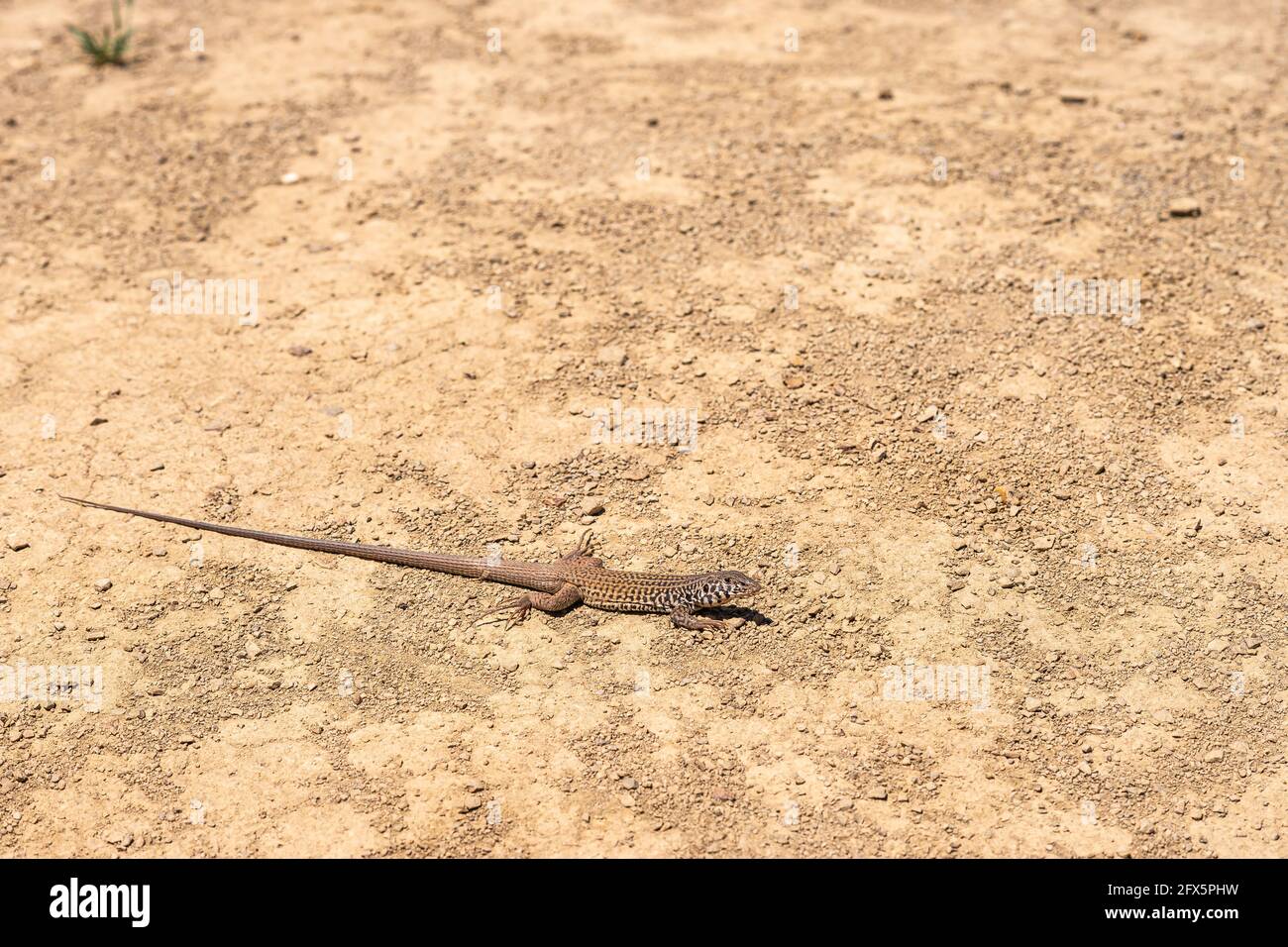 Los Padres National Forest, CA, USA - May 21, 2021: Closeup of brownish ...