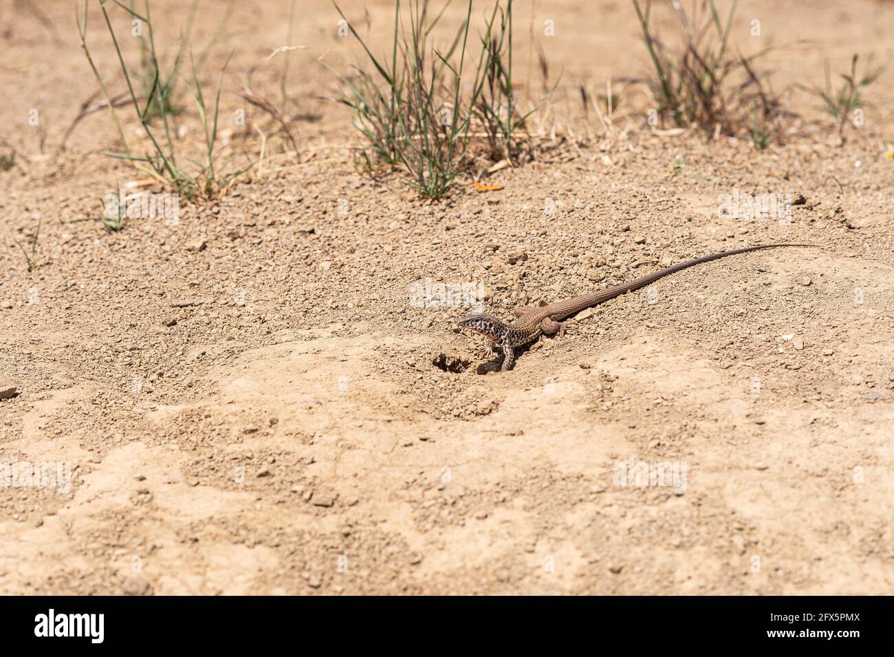 Los Padres National Forest, CA, USA - May 21, 2021: Closeup of brownish ...